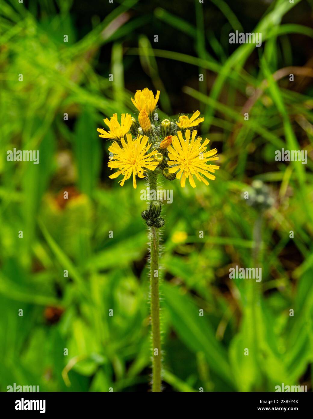Creeping hawkweed hi-res stock photography and images - Alamy