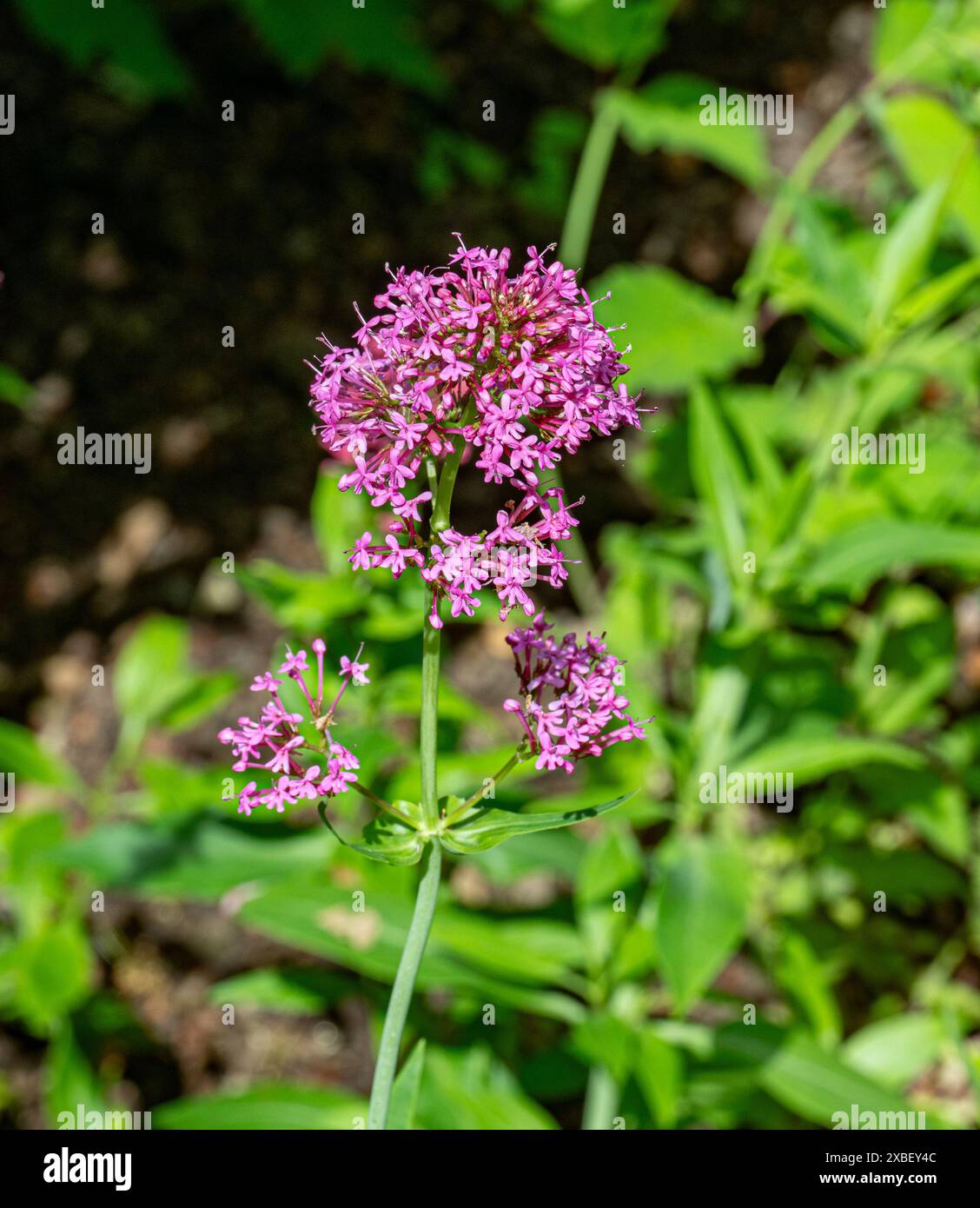 Close-up image of the vibrant Red Valerian summer flowers also known as ...
