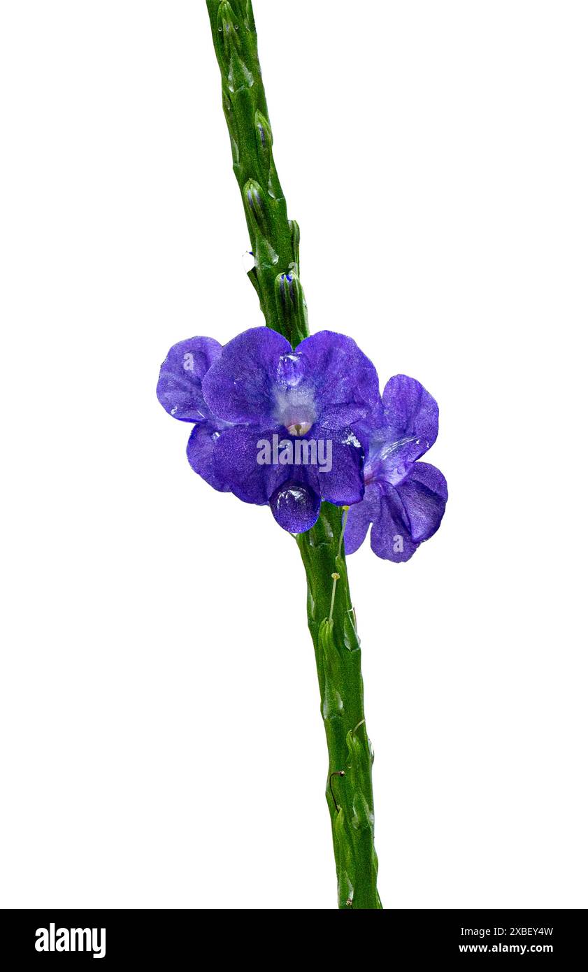 Stachytarpheta urticifolia, the nettleleaf velvetberry,is a species of ...