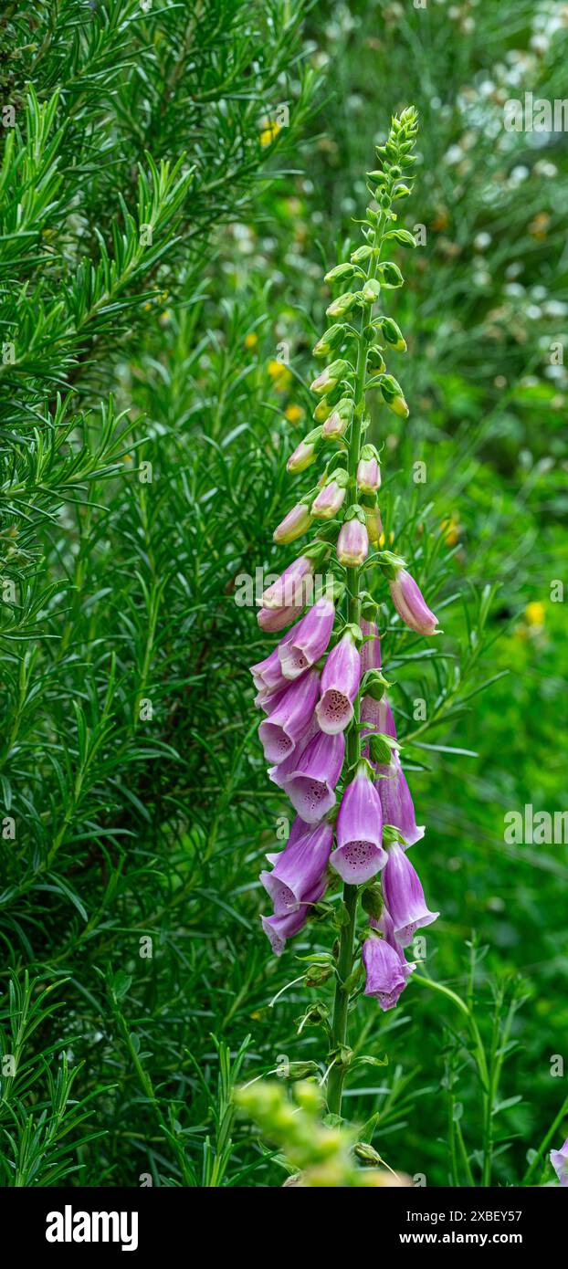 Flowering red foxglove digitalis hi-res stock photography and images ...
