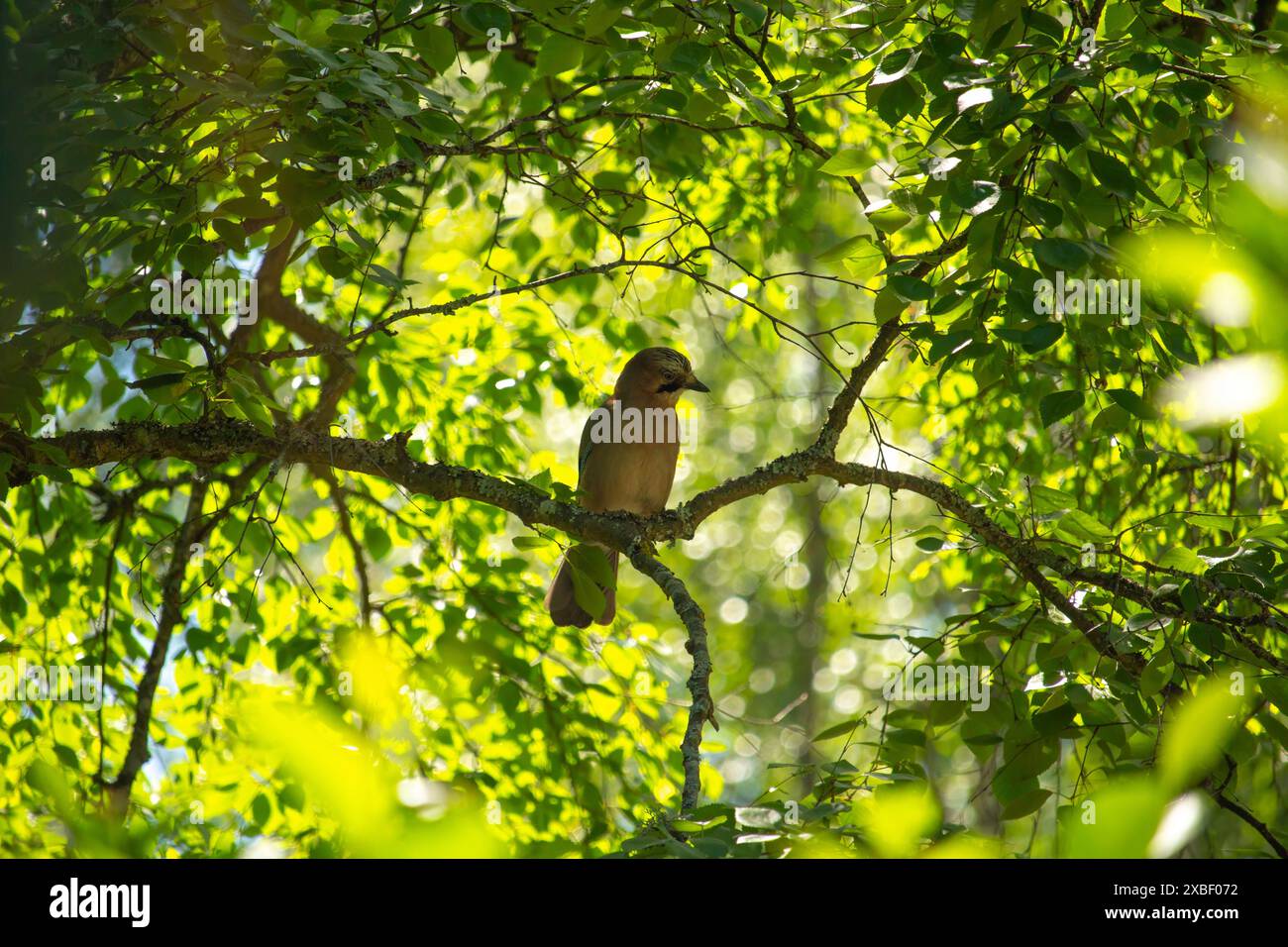 A colorful Eurasian jay sits on a thick tree branch. A jay looks alert ...