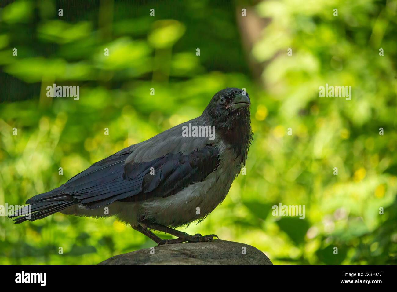 Gray crow (Lat. Corvus cornix) is a species of birds from the genus of ...