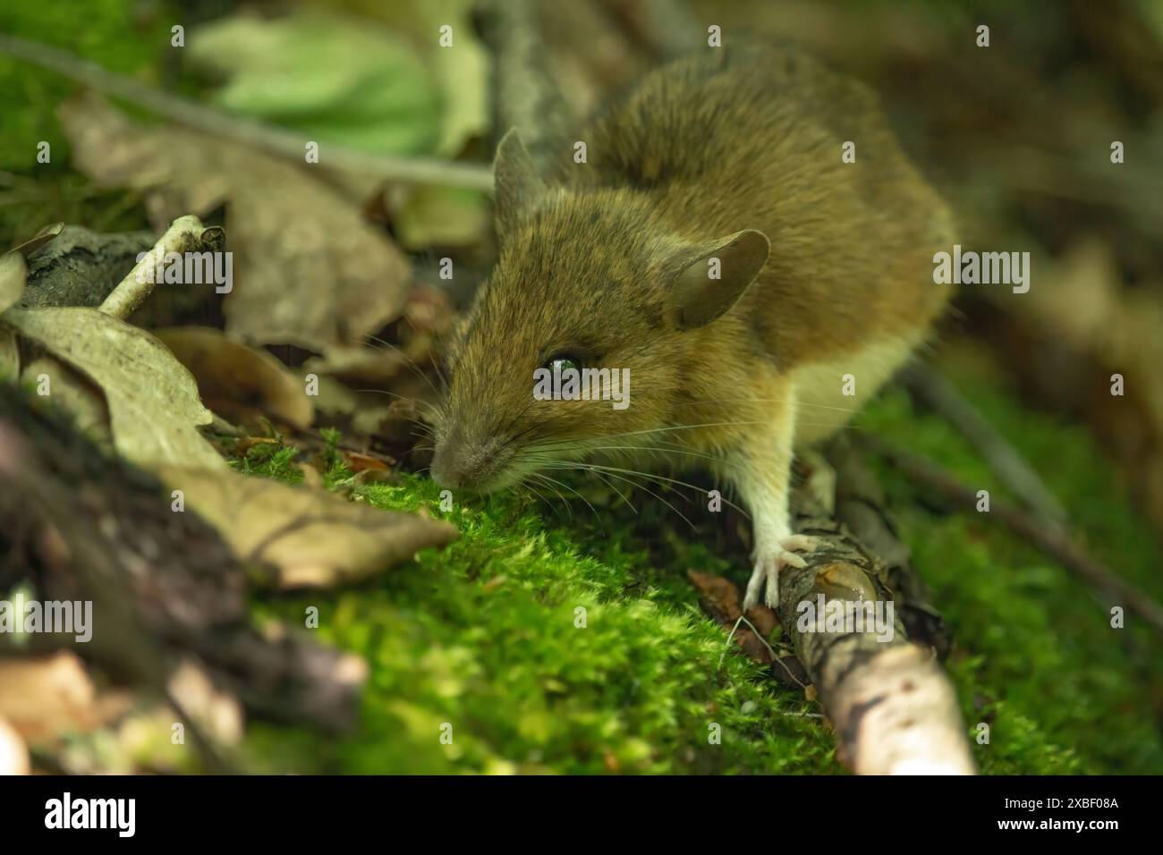 Field Mouse (Apodemus sylvaticus) on the Forest Floor in Natural ...