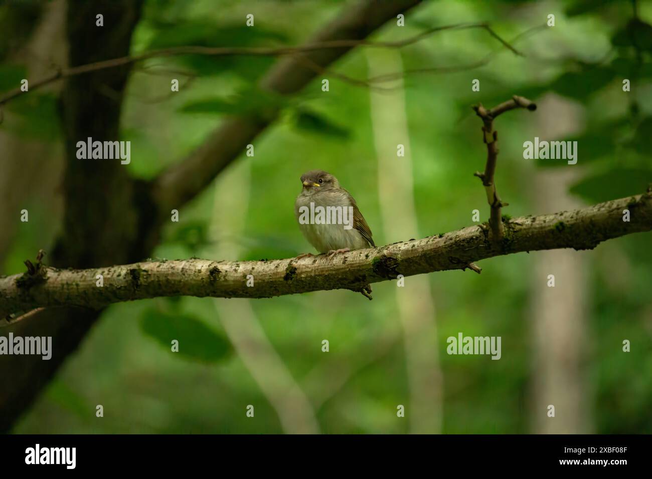 The Eurasian tree sparrow (Passer montanus) is a passerine bird in the ...