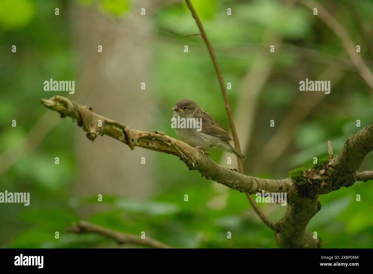 The Eurasian tree sparrow (Passer montanus) is a passerine bird in the ...