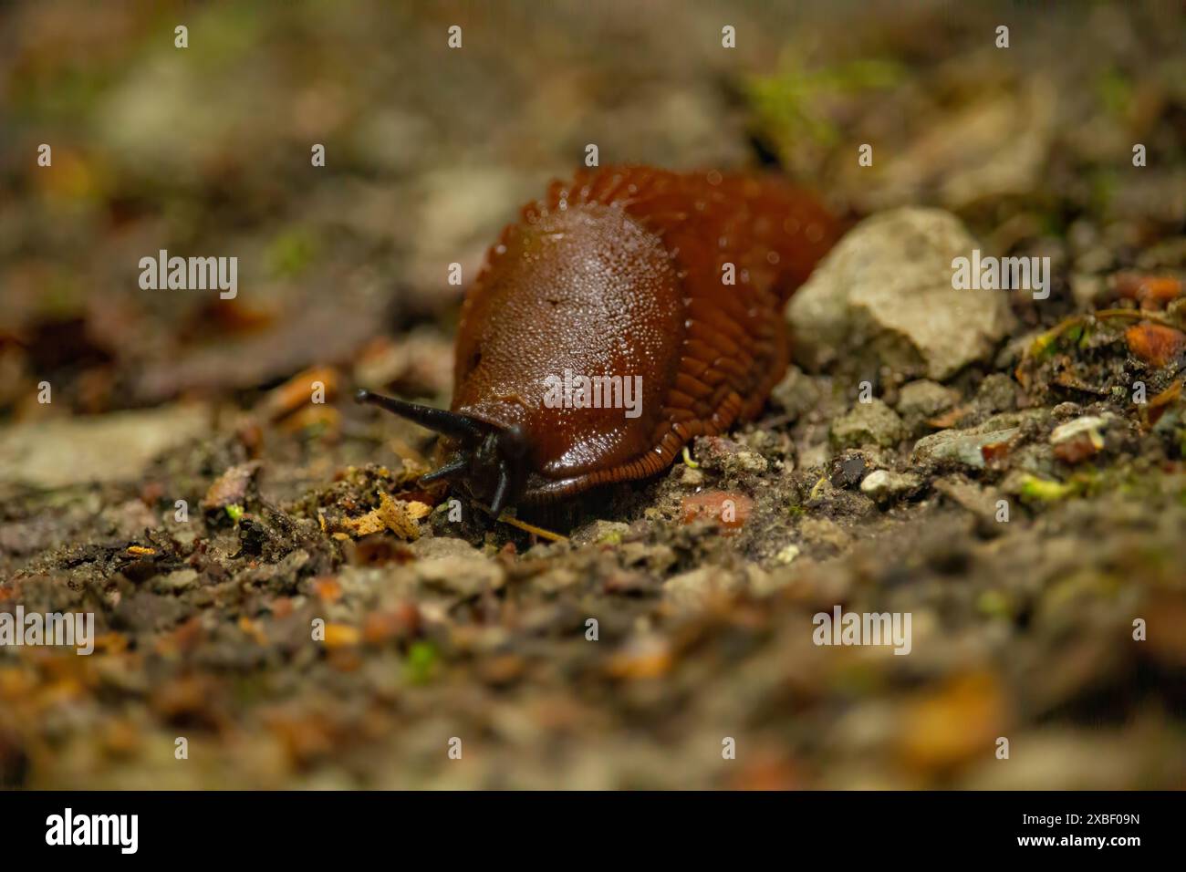 Spanish slug Arion vulgaris snail crawls along a garden ground ...