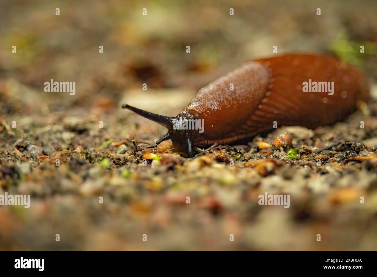 Spanish slug Arion vulgaris snail crawls along a garden ground ...
