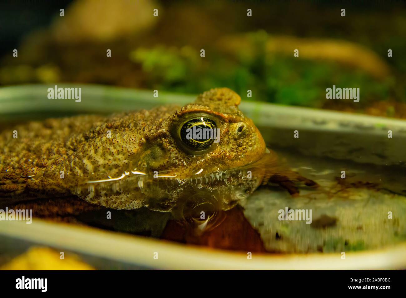 Tropical toad bright eye Magic eye of tropical frog. Exotic animal ...