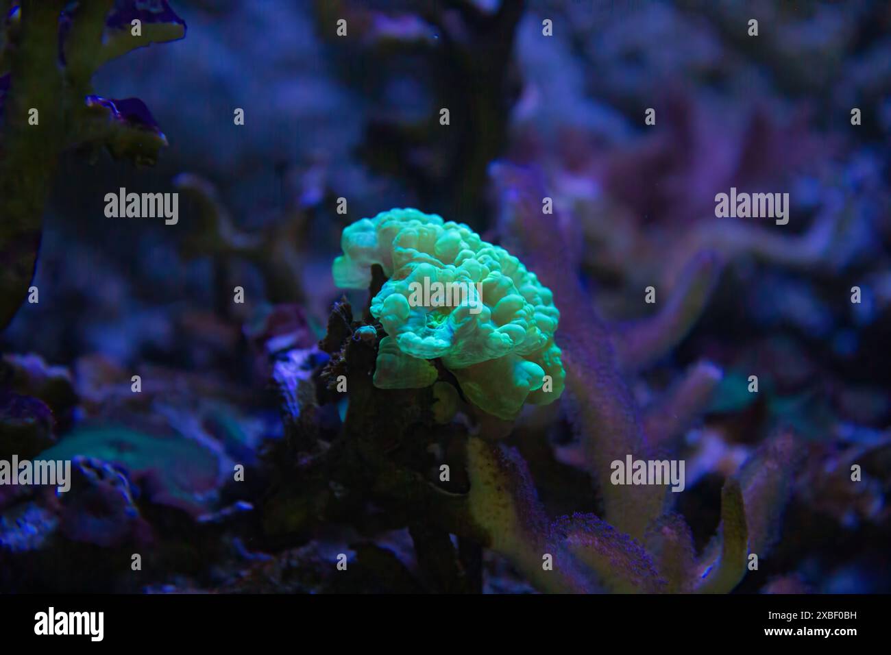 Malaysia and bonaire hi-res stock photography and images - Alamy