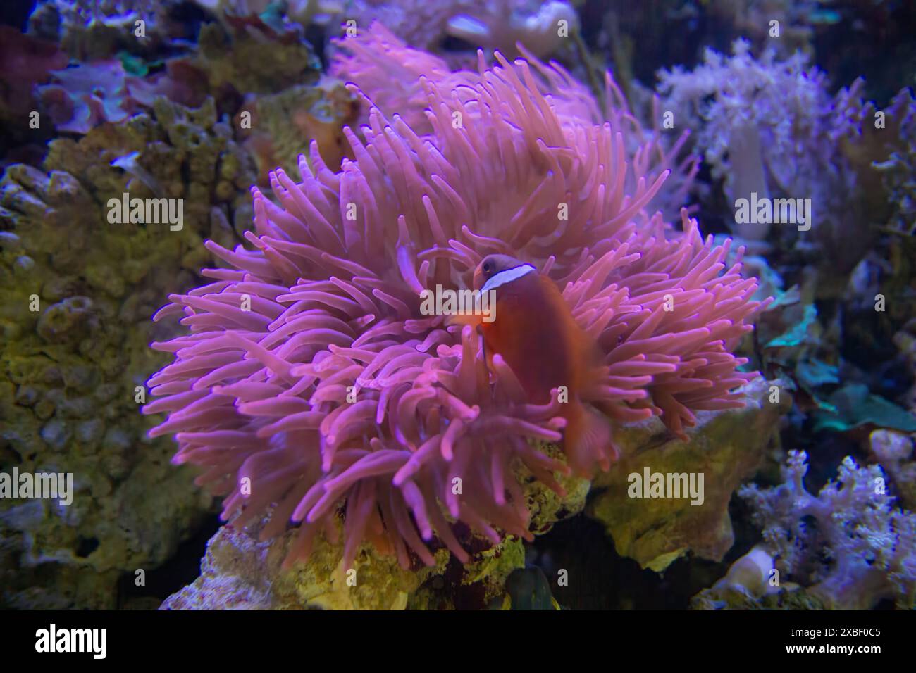 Anemone fish with anemone, Sea anemone and clown fish in marine ...