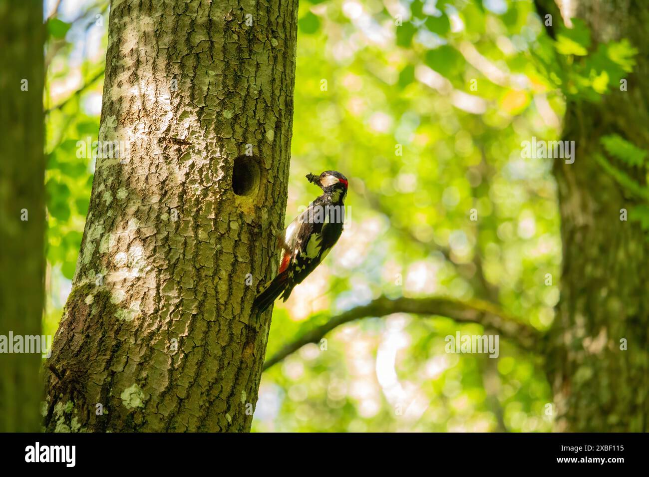 The great spotted woodpecker, Dendrocopos major sitting on old tree ...