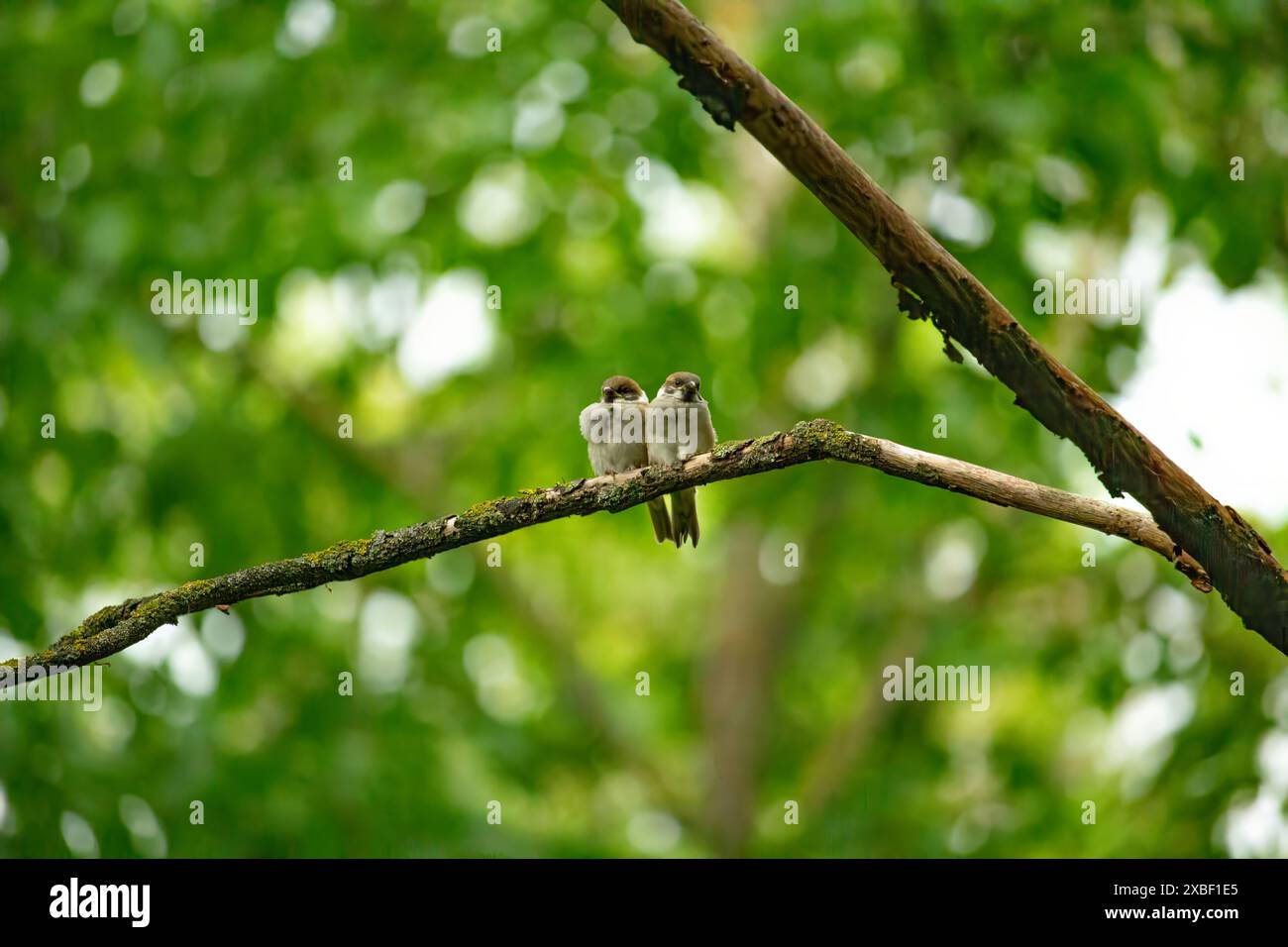 Two cute fledgling baby birds, House Sparrows, common British little ...