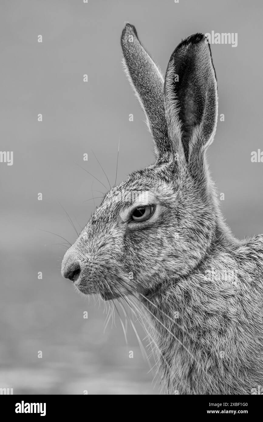 Hare Genus Lupus) Portrait in Black and White Stock Photo - Alamy