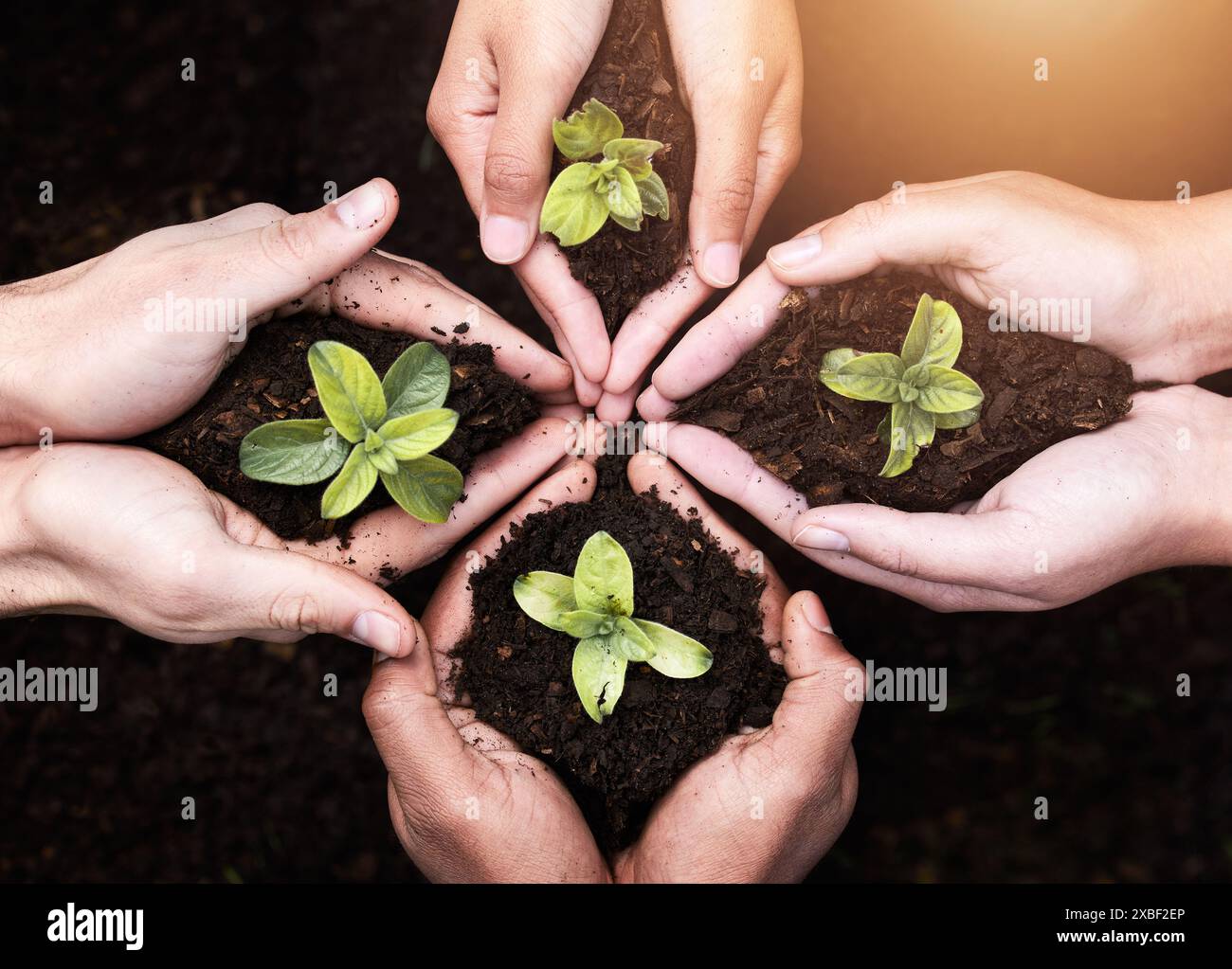 Plants, hands and soil for teamwork with nature, earth wellness and ...