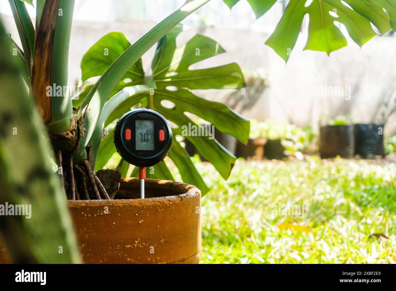 PH meter tester in soil. Measure soil acidity and moisture with digital ...