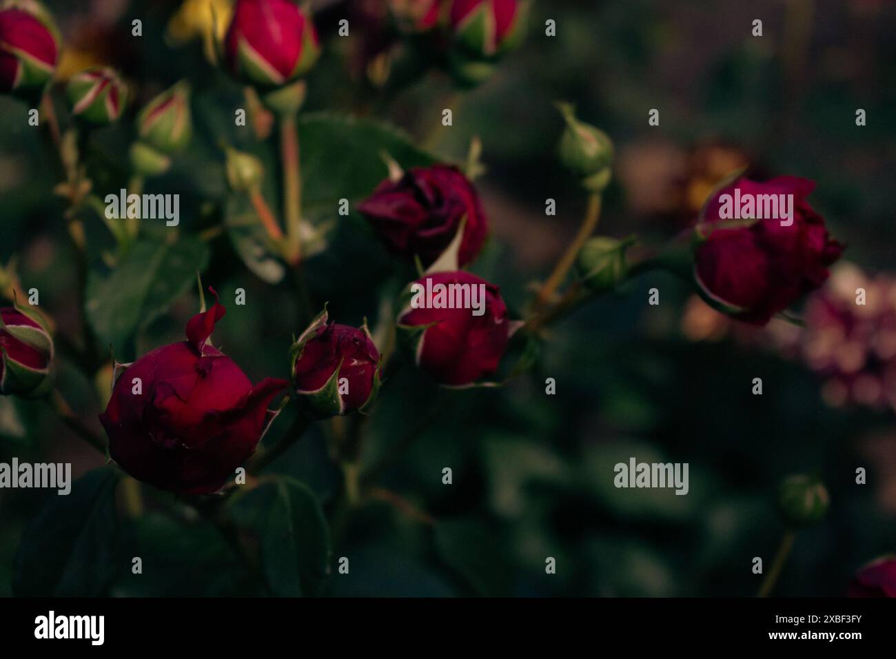Deep dark red rose hi-res stock photography and images - Alamy