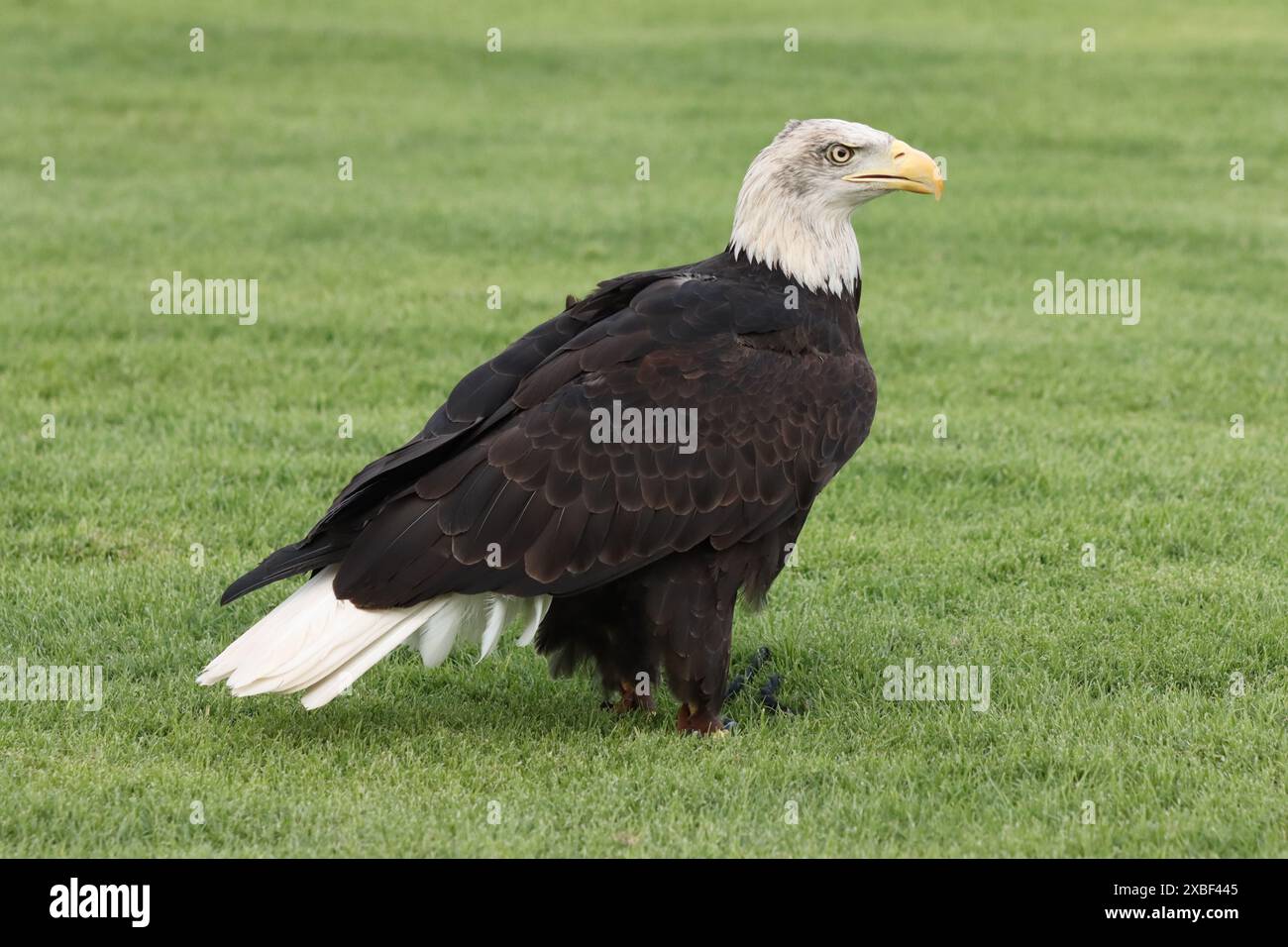 Iraq bird hi-res stock photography and images - Alamy