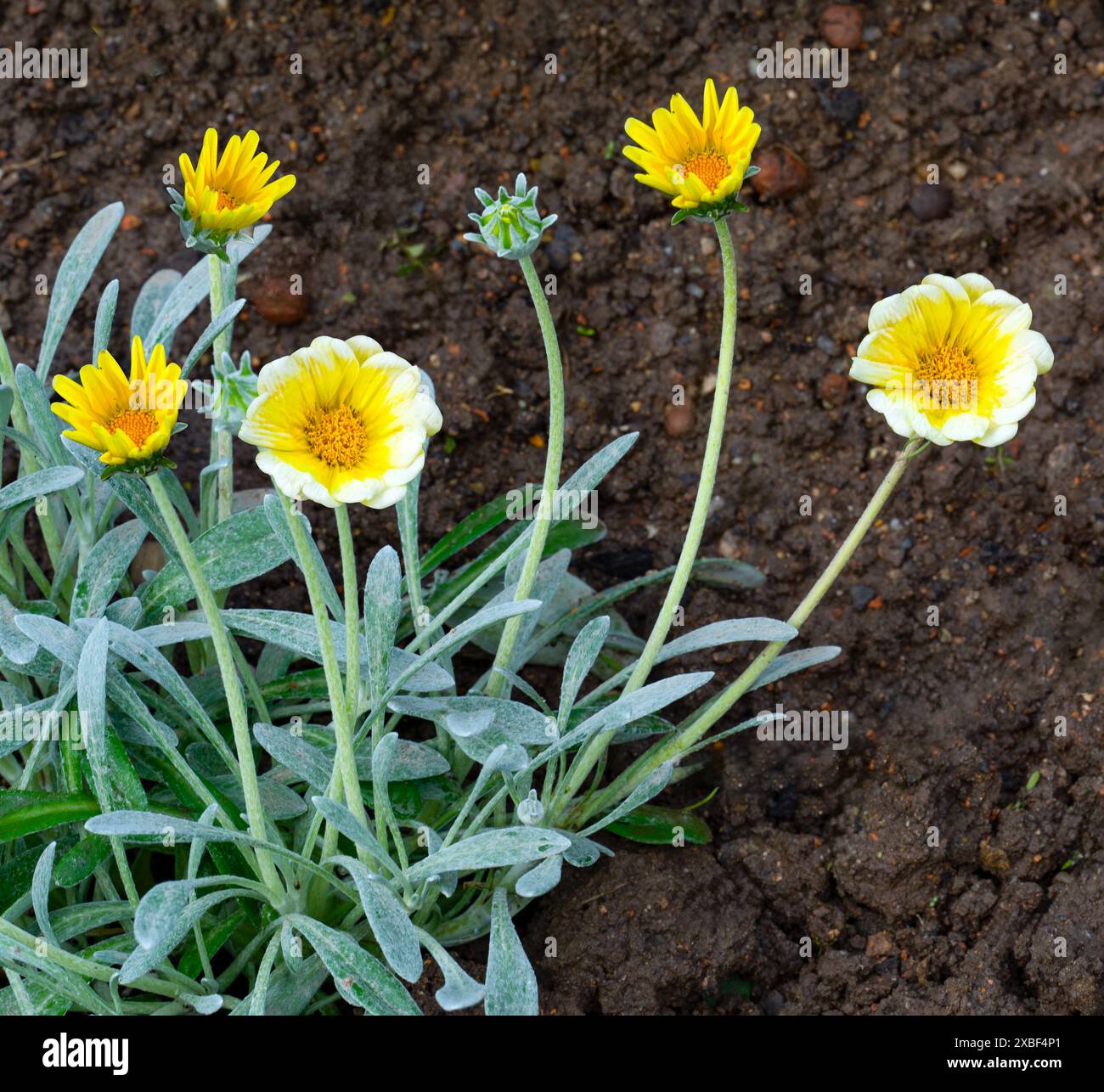 Woolly treasure hi-res stock photography and images - Alamy