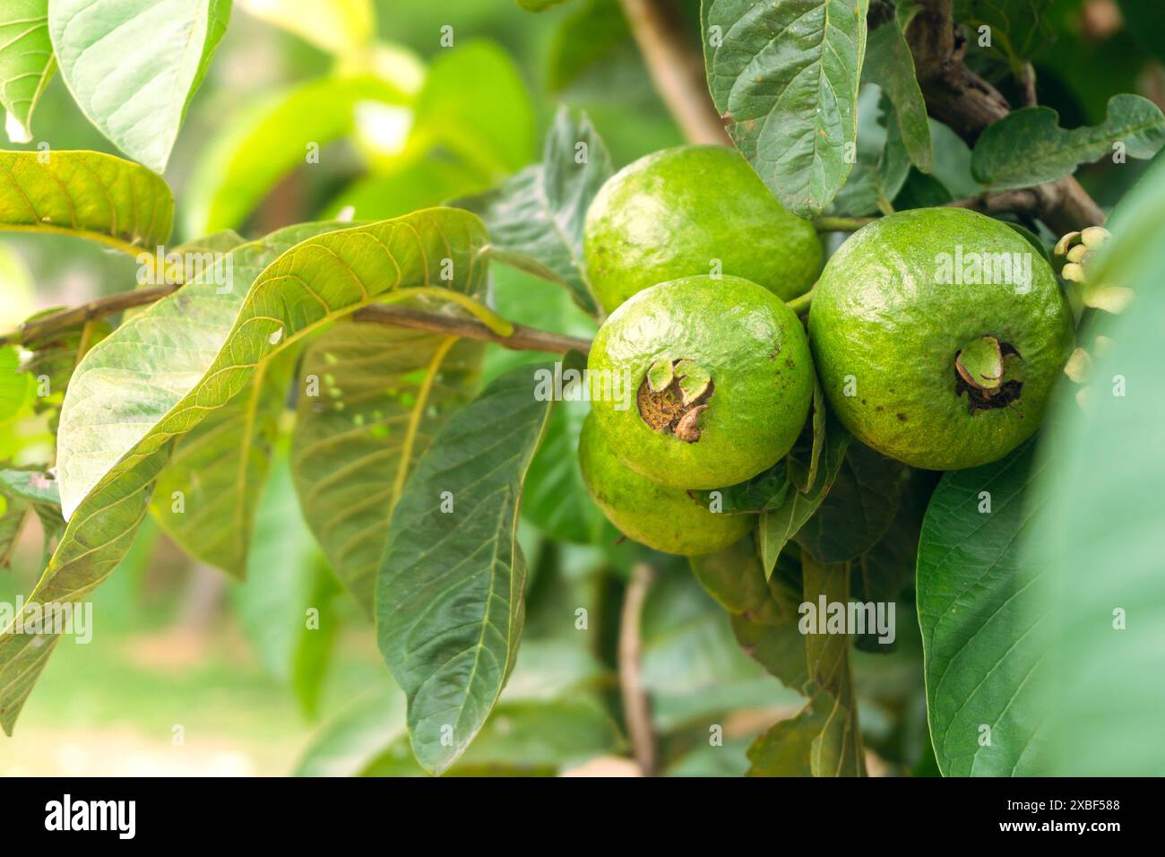 Tree guava hi-res stock photography and images - Alamy