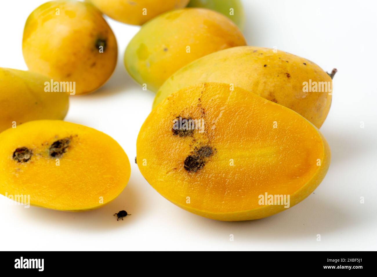ripe juicy mangoes are infected by fruit beetles pest, isolated on ...