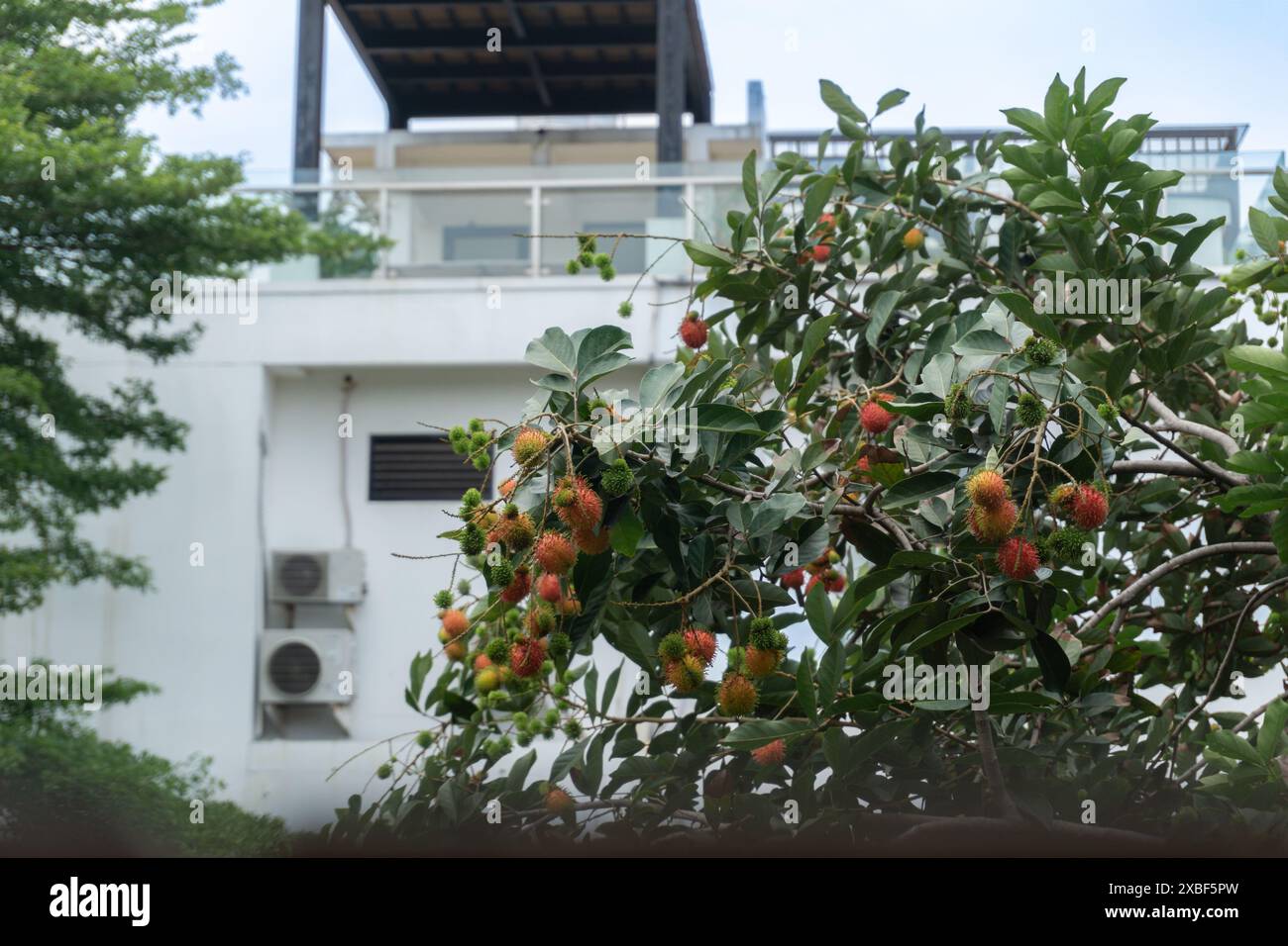 A mature rambutan tree with ripe red fruits, against a blurred ...