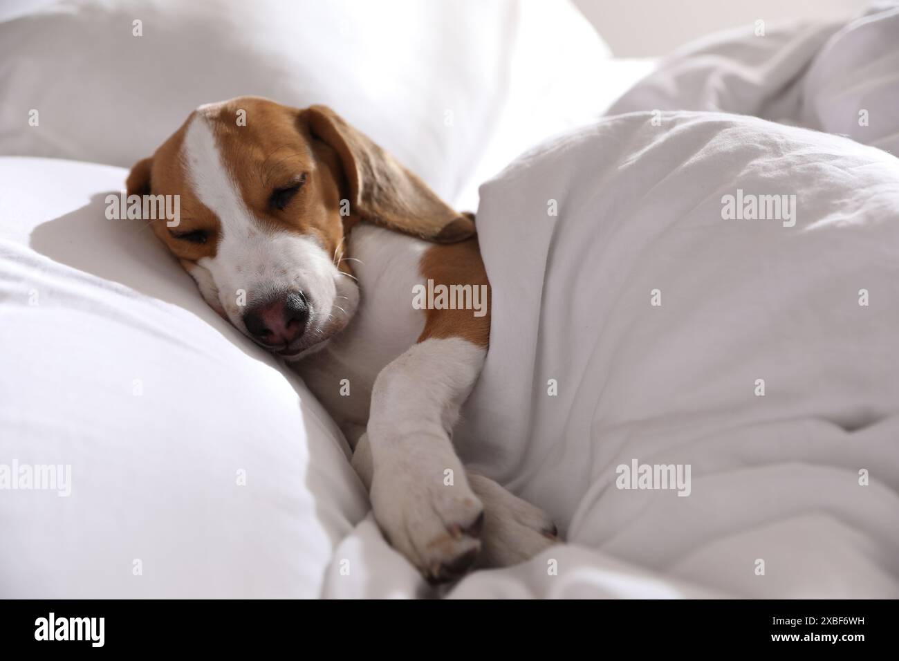 Cute Beagle puppy sleeping in bed. Adorable pet Stock Photo - Alamy