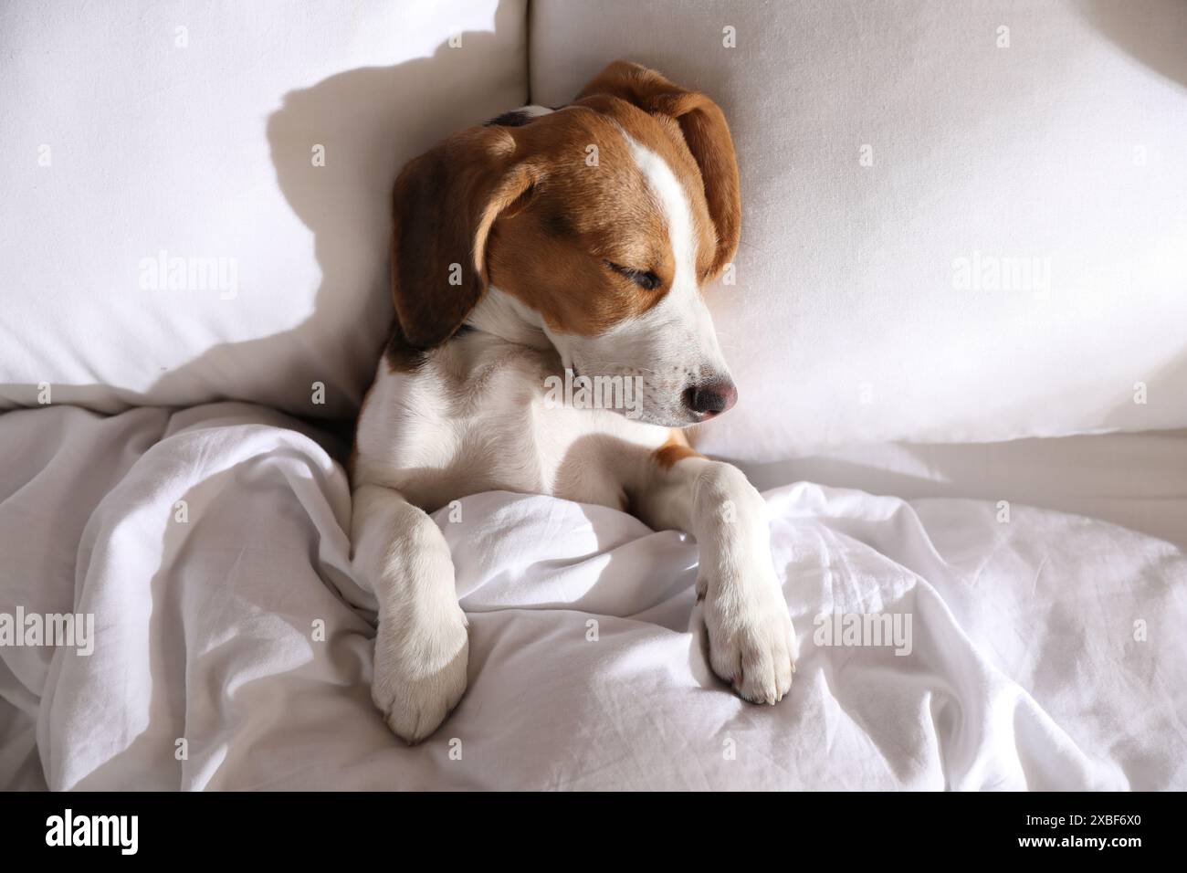 Cute Beagle puppy sleeping in bed, top view. Adorable pet Stock Photo ...