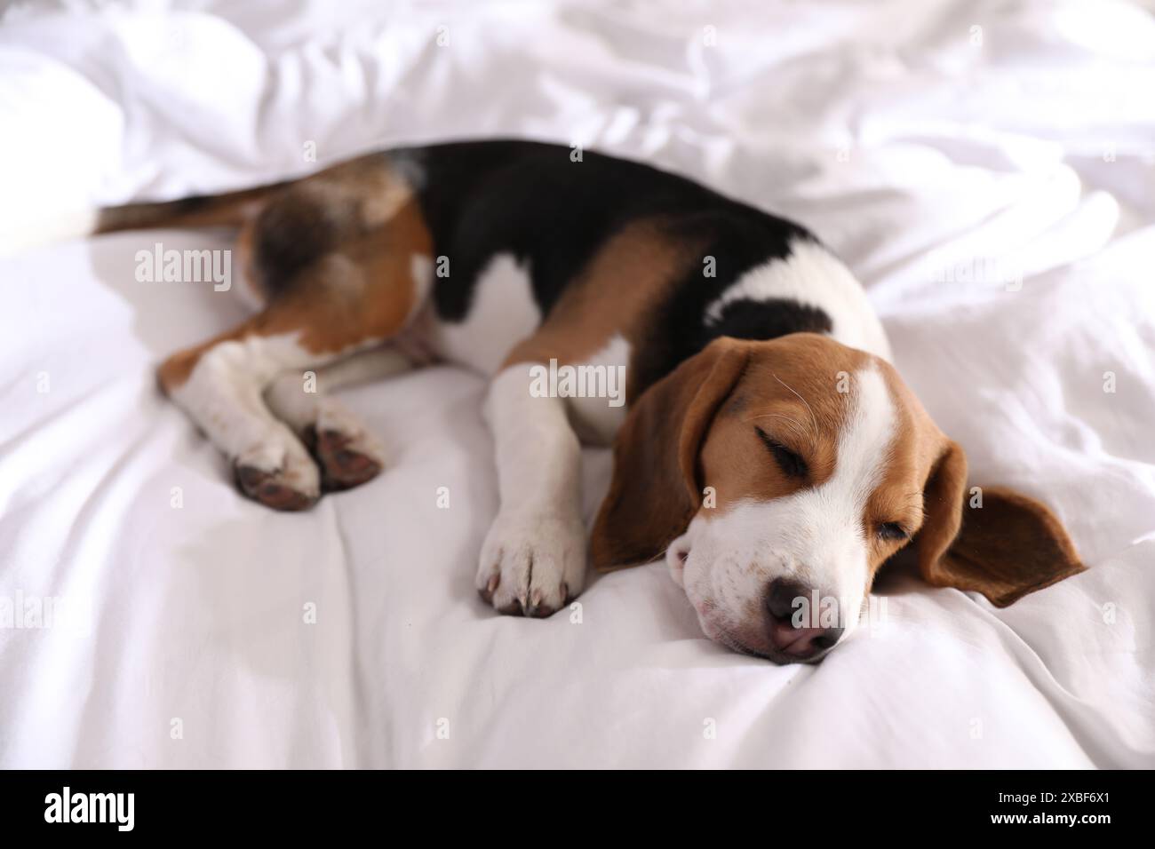 Cute Beagle puppy sleeping on bed. Adorable pet Stock Photo - Alamy