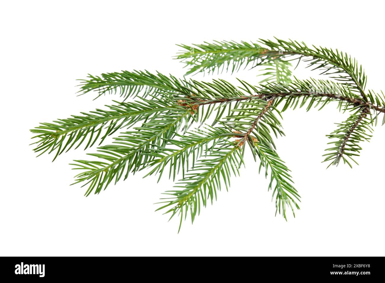 Green pine tree branch isolated on white Stock Photo - Alamy