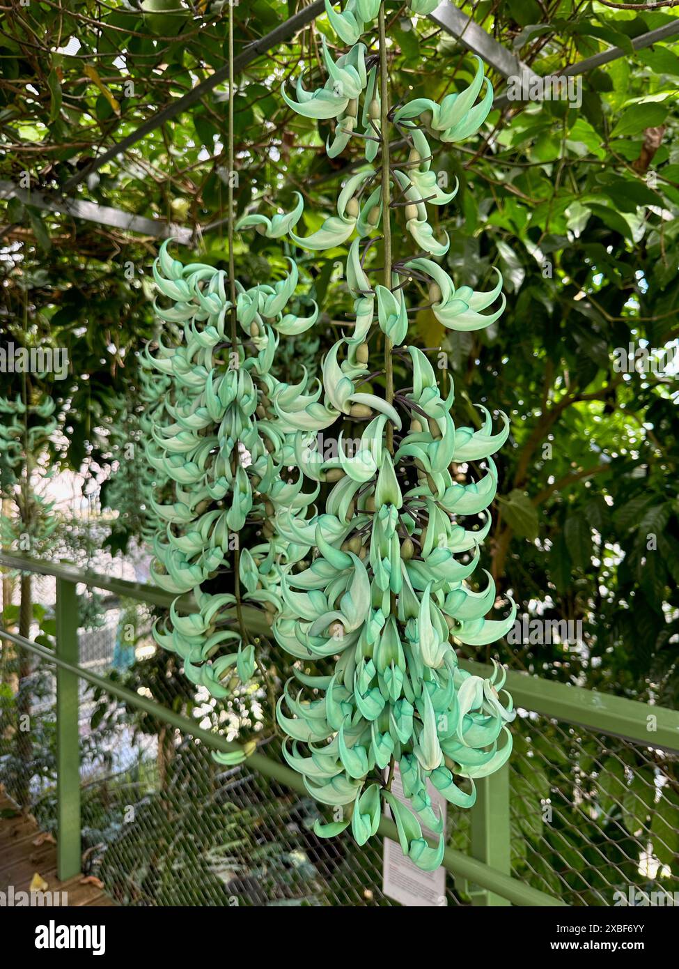Beautiful jade vine flowers growing in botanical garden Stock Photo - Alamy