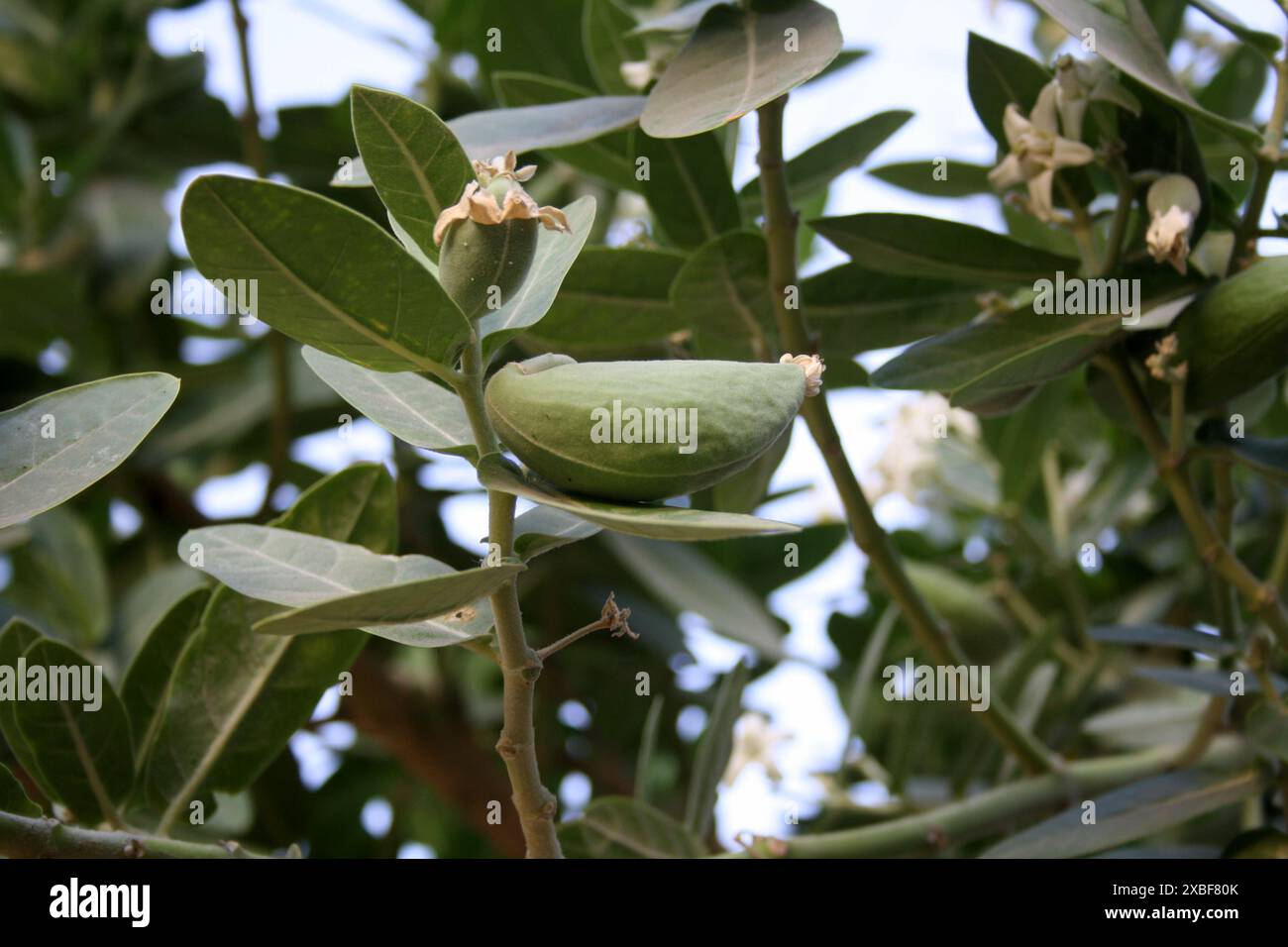 Unripe fruits of White Crown flowers (Calotropis gigantea) hanging from ...