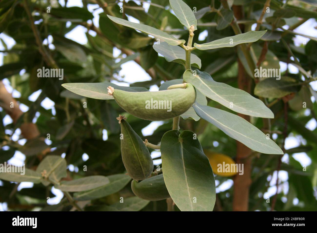 Unripe fruits of White Crown flowers (Calotropis gigantea) hanging from ...