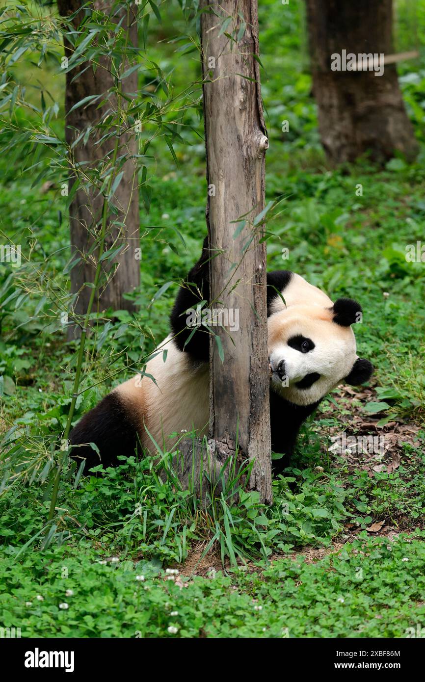 Wolong. 12th June, 2024. Giant panda Fu Bao is seen at its enclosure in ...