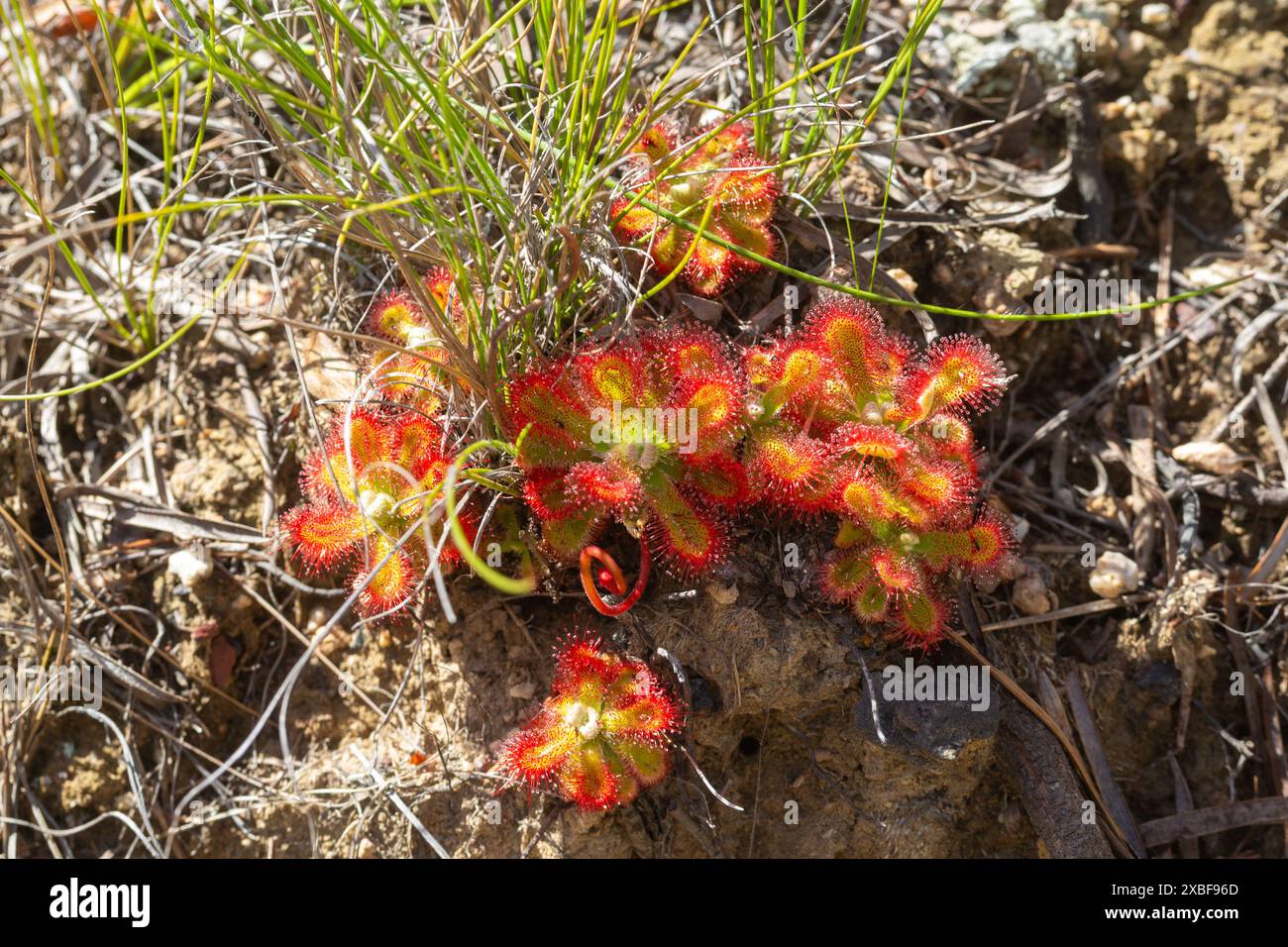 Drosera esterhuyseniae (a carnivorous plant) in natural habitat near ...