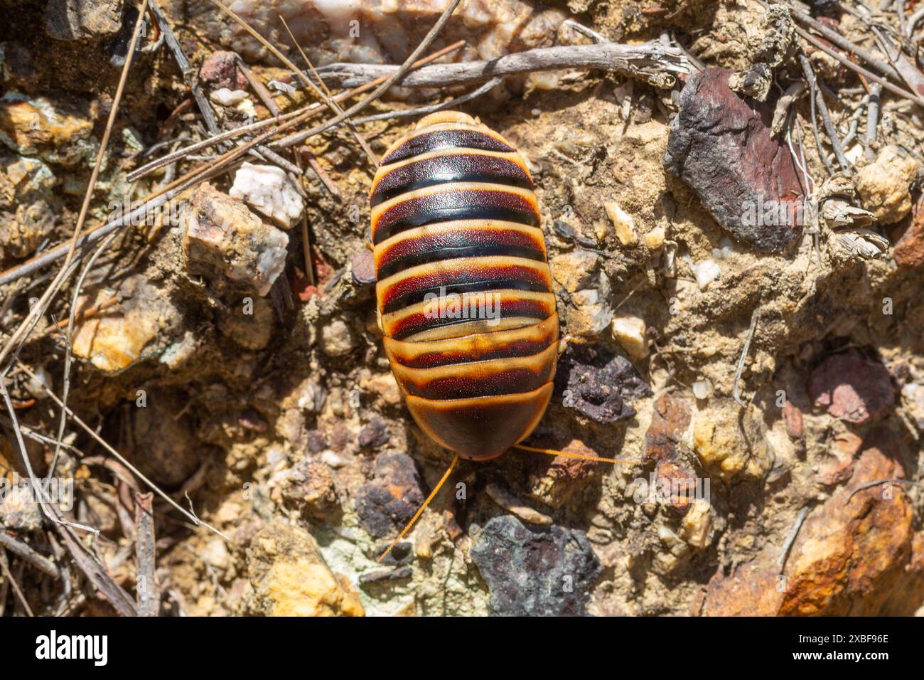 Cockroach near Hermans, Western Cape of South Africa Stock Photo - Alamy