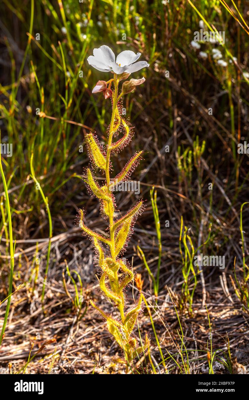 Drosera cistiflora, a carnivorous plant from the sundew family, seen ...