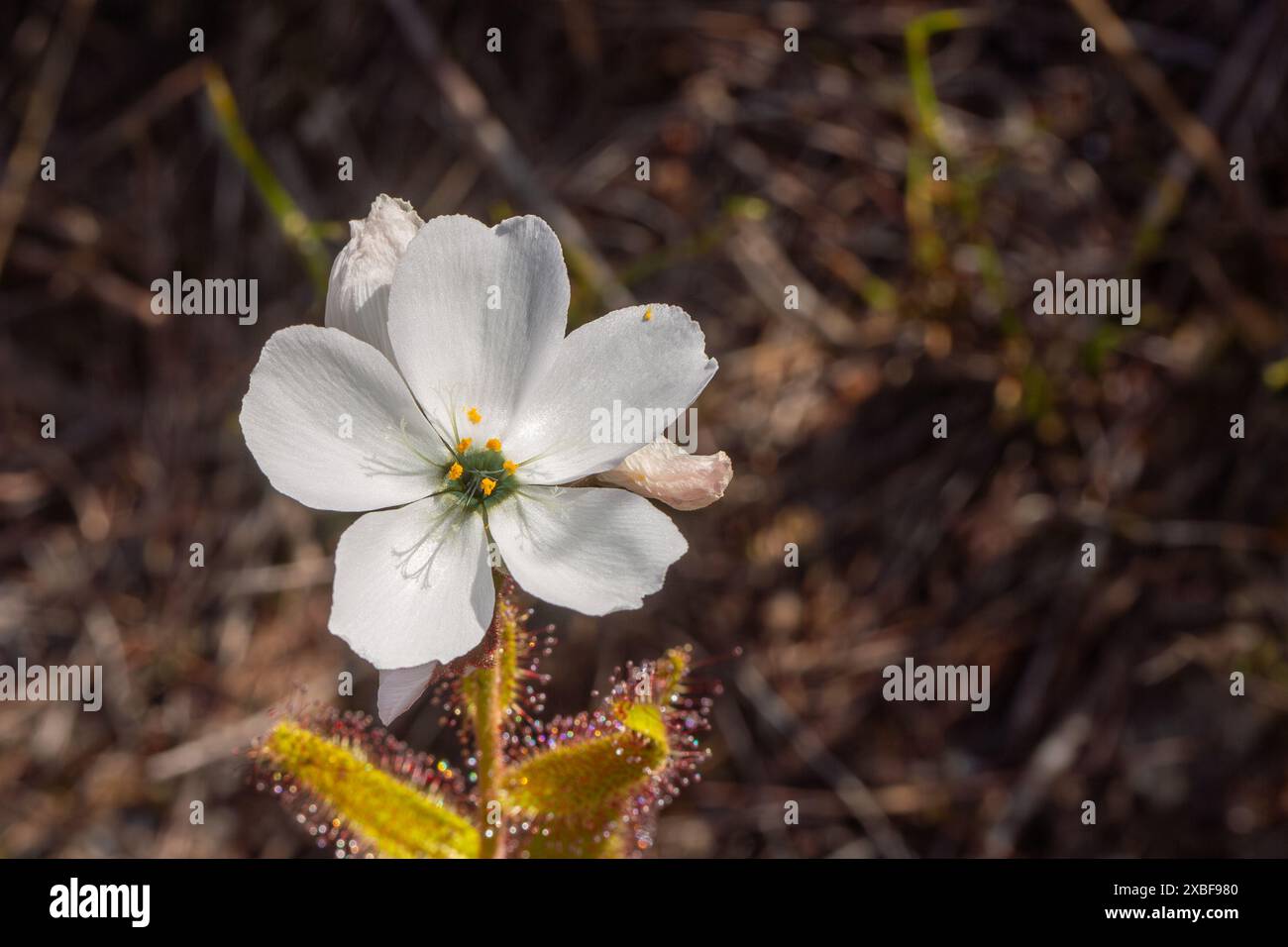 White flower of Drosera cistiflora, taken near Hermanus in South Africa ...