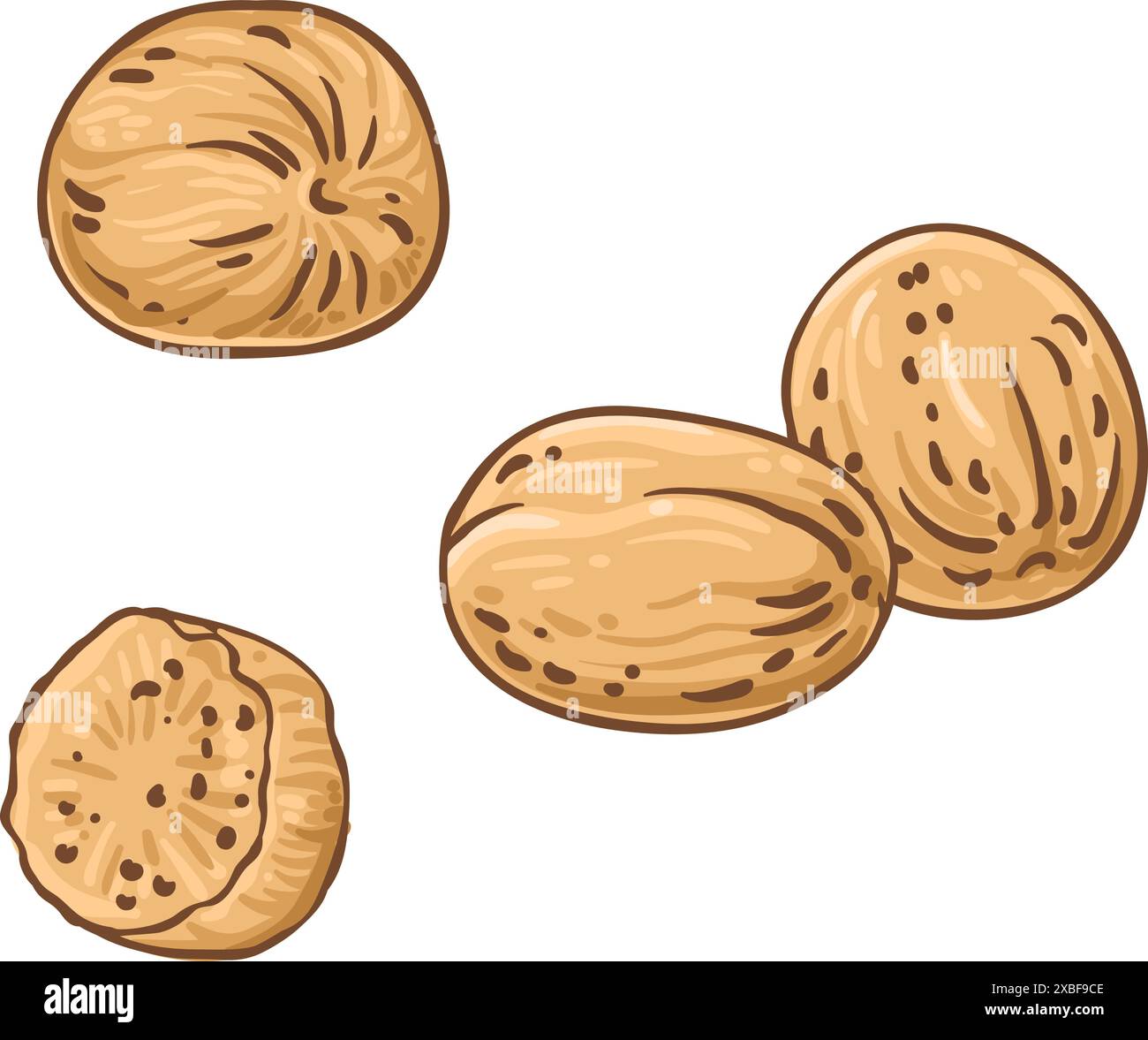 Nutmeg Nuts Colored Detailed Illustration Stock Vector Image & Art - Alamy