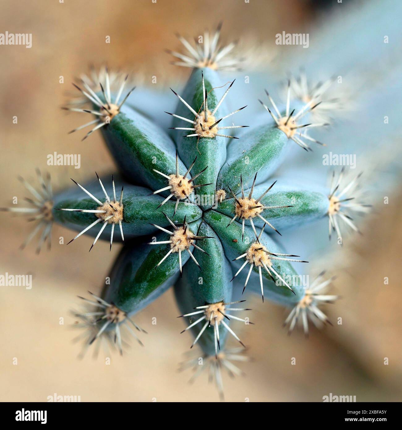 Toothpick plant hi-res stock photography and images - Alamy