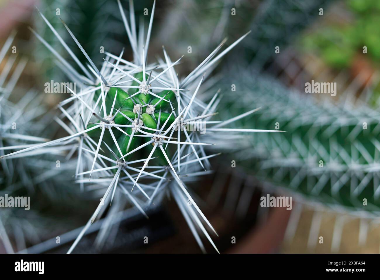 close up of toothpick cactus Stock Photo - Alamy