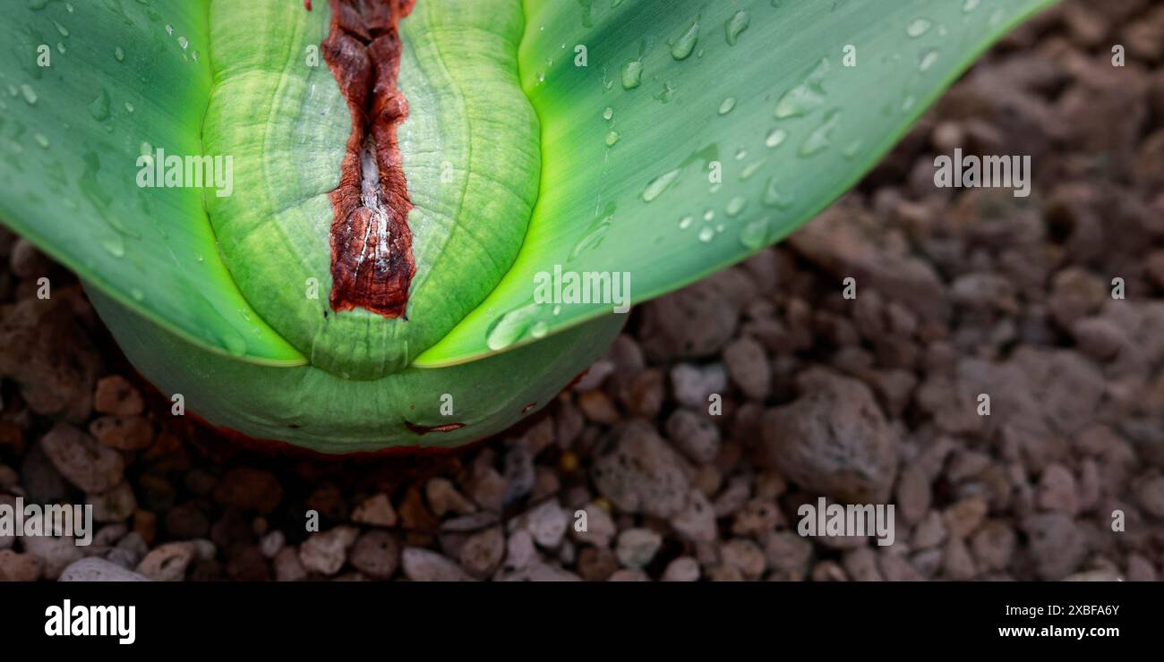 Welwitschia leaf hi-res stock photography and images - Alamy