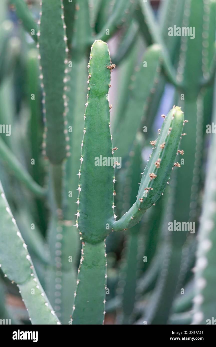 Candelabra tree cactus hi-res stock photography and images - Alamy