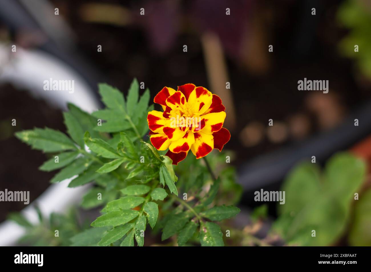 A red and yellow flower of the orange hawkweed plant, part of the daisy ...