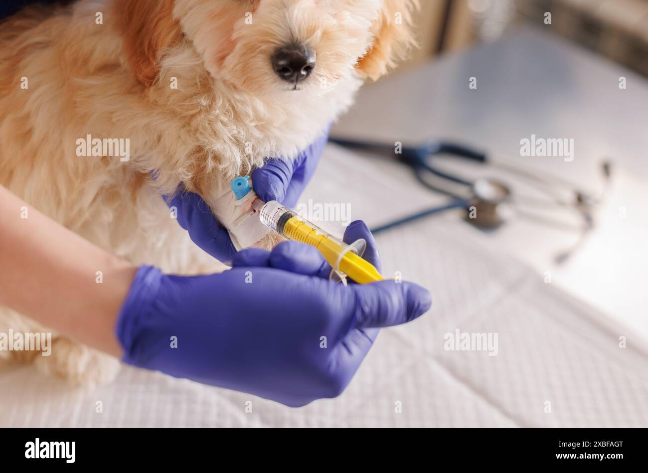 A veterinarian injects medicine with a syringe into a dog's paw ...