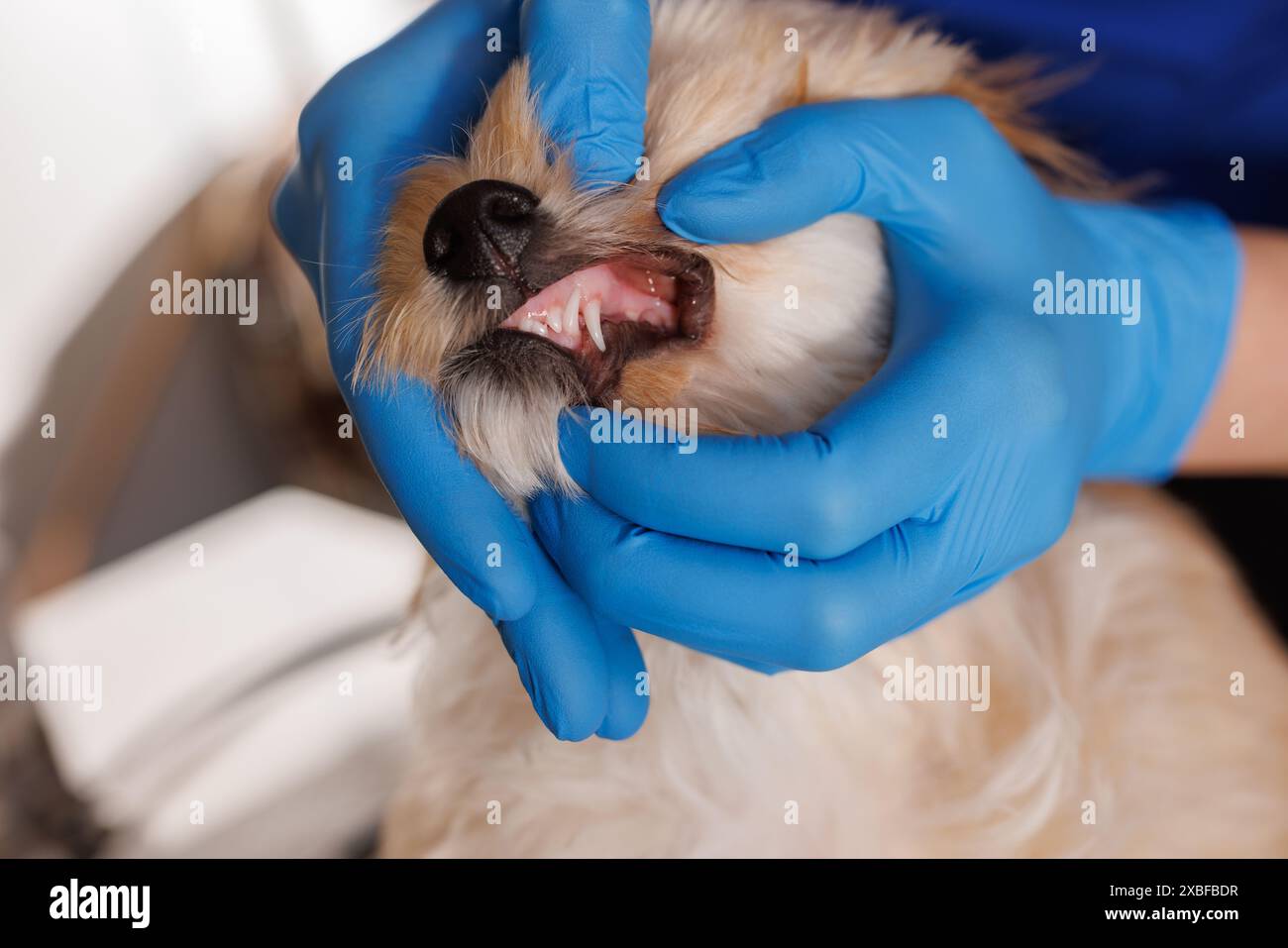 veterinarian doctor checks dog's teeth close-up, dental treatment for ...