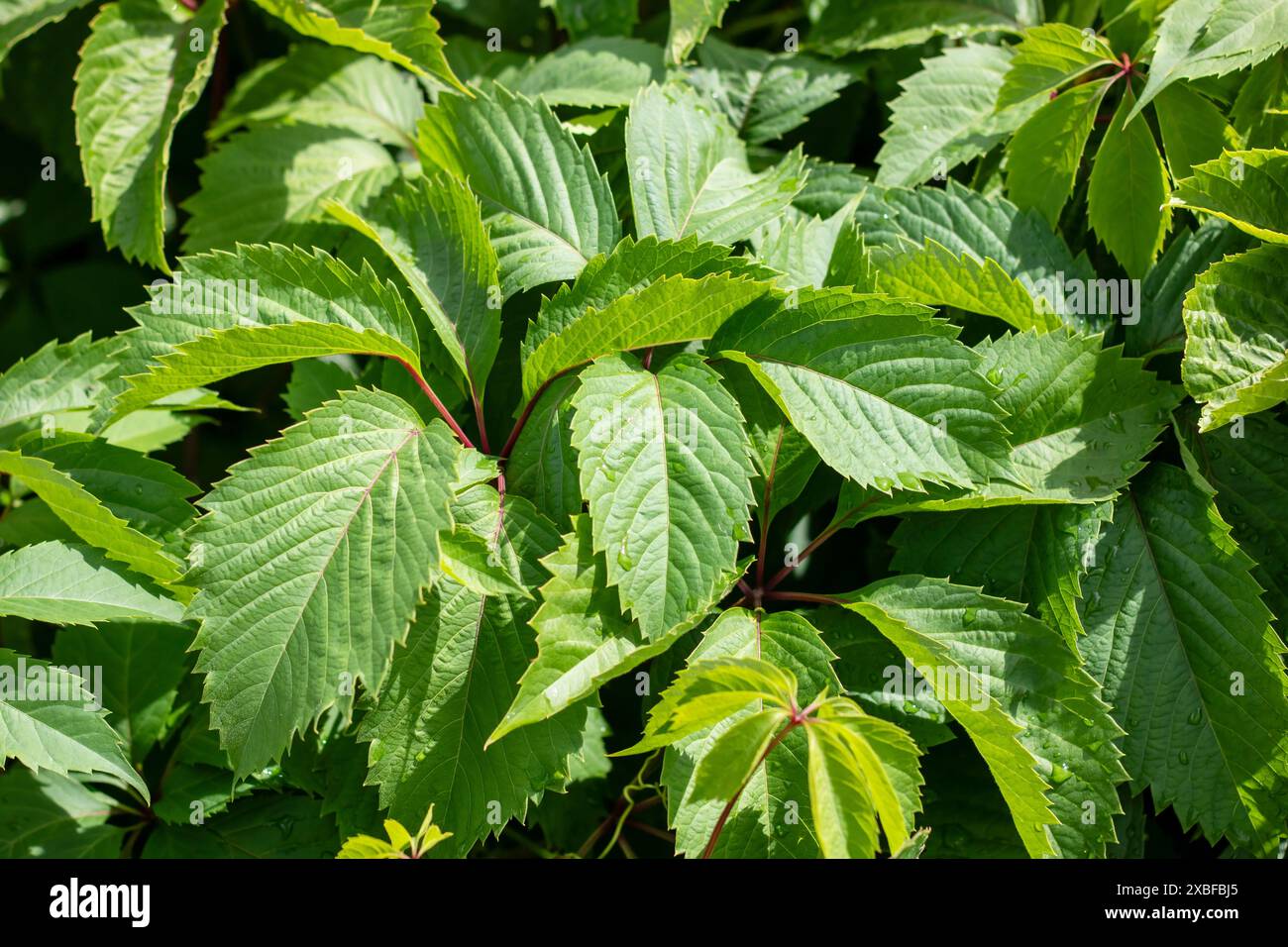Featuring characteristics hi-res stock photography and images - Alamy