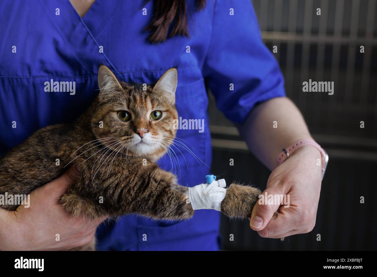 Cat drip hi-res stock photography and images - Alamy