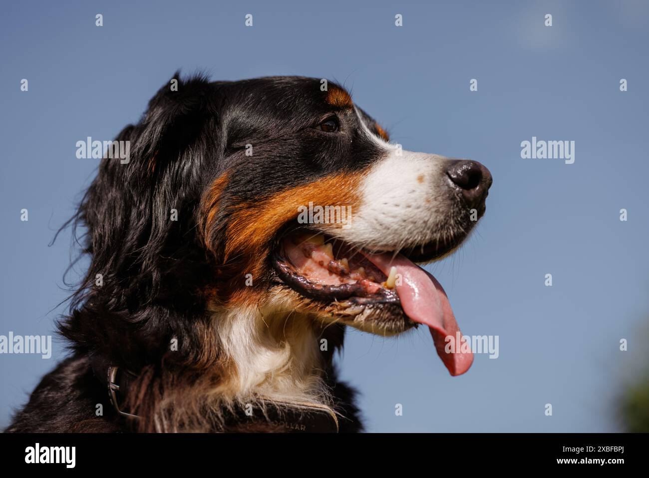portrait of a large beautiful dog with his tongue hanging out against ...