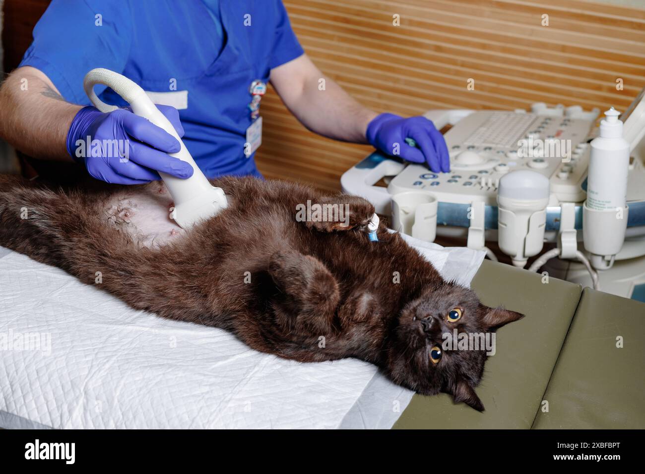 The abdominal cavity of a cat examined using ultrasound. The ...
