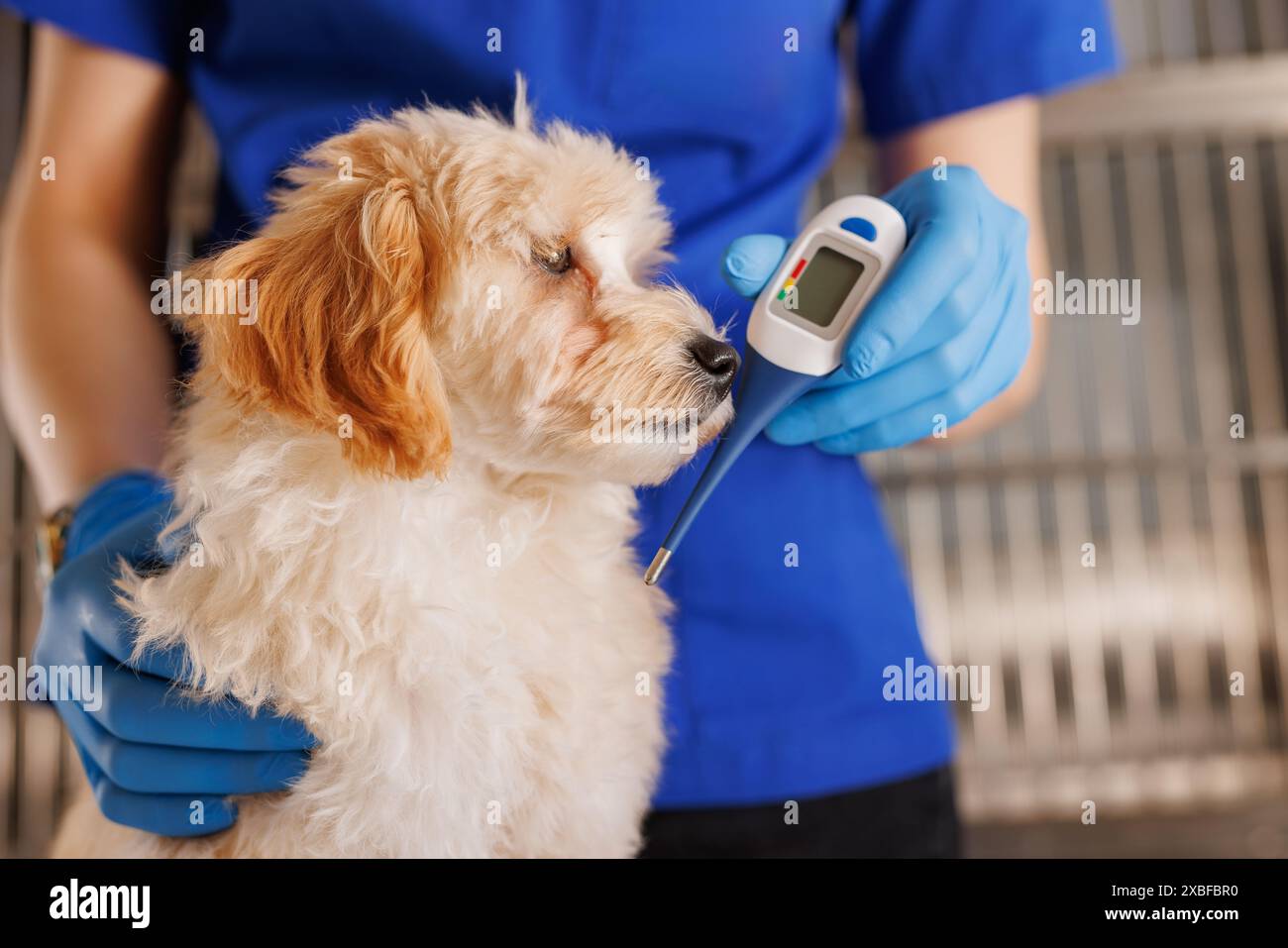 The veterinarian examines the dog and takes the temperature, providing ...